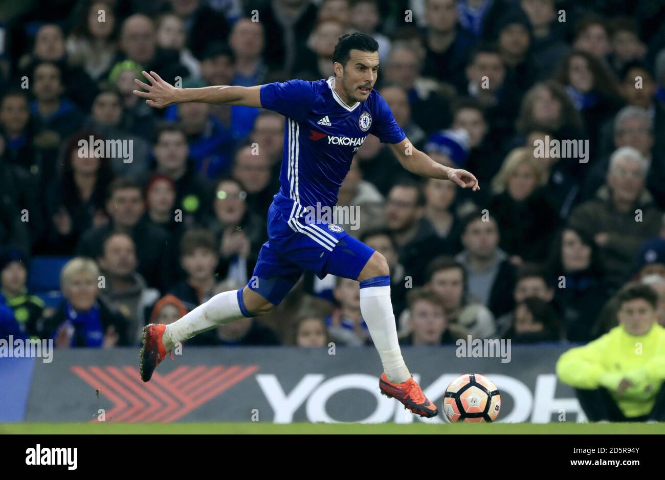 English pedro of chelsea hi-res stock photography and images - Alamy