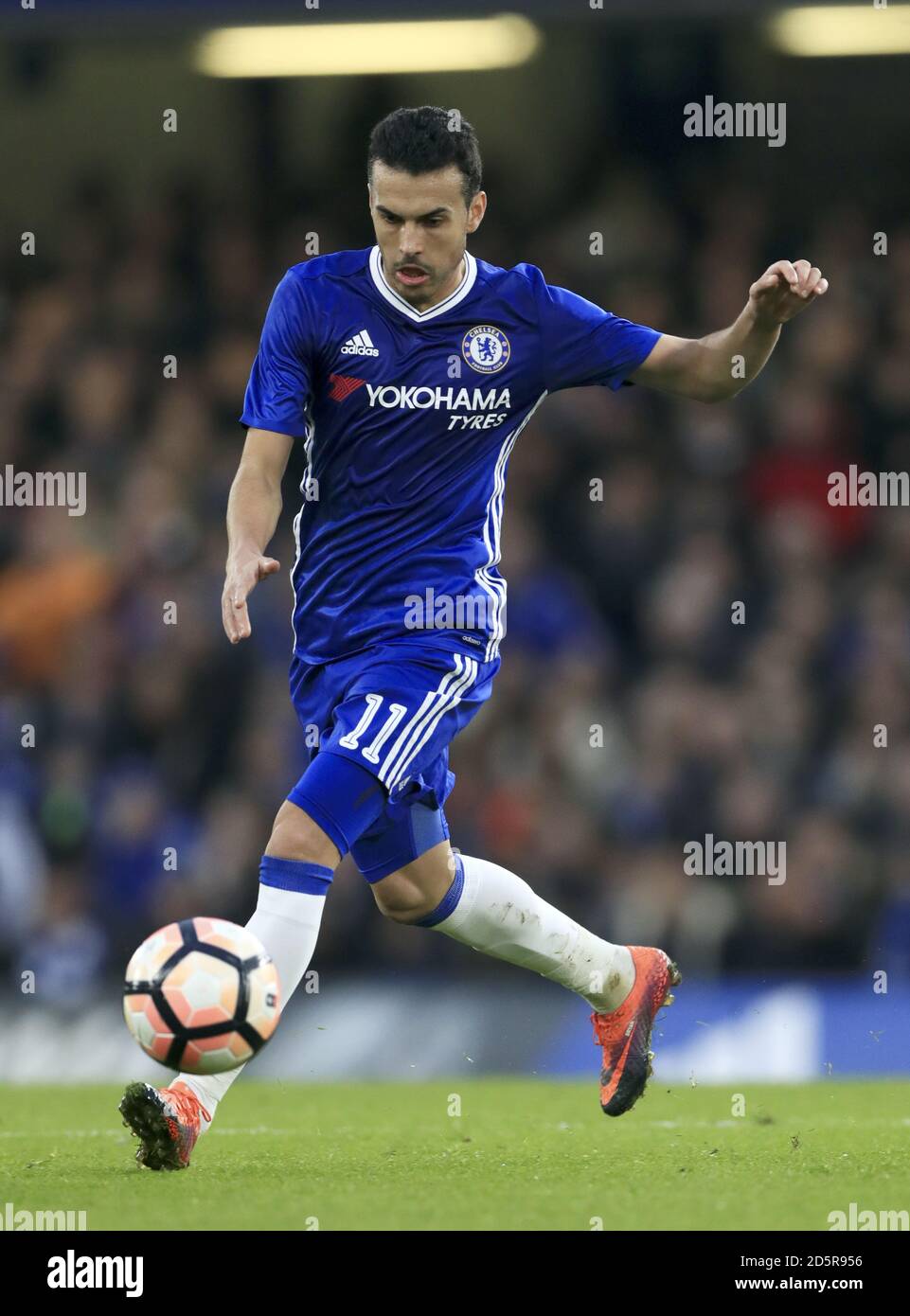 English pedro of chelsea hi-res stock photography and images - Alamy