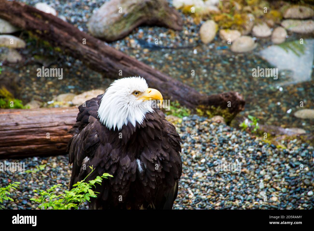 Bald eagle standing on ground hi-res stock photography and images - Alamy Bald eagle standing on ground hi-res stock photography and images - Alamy