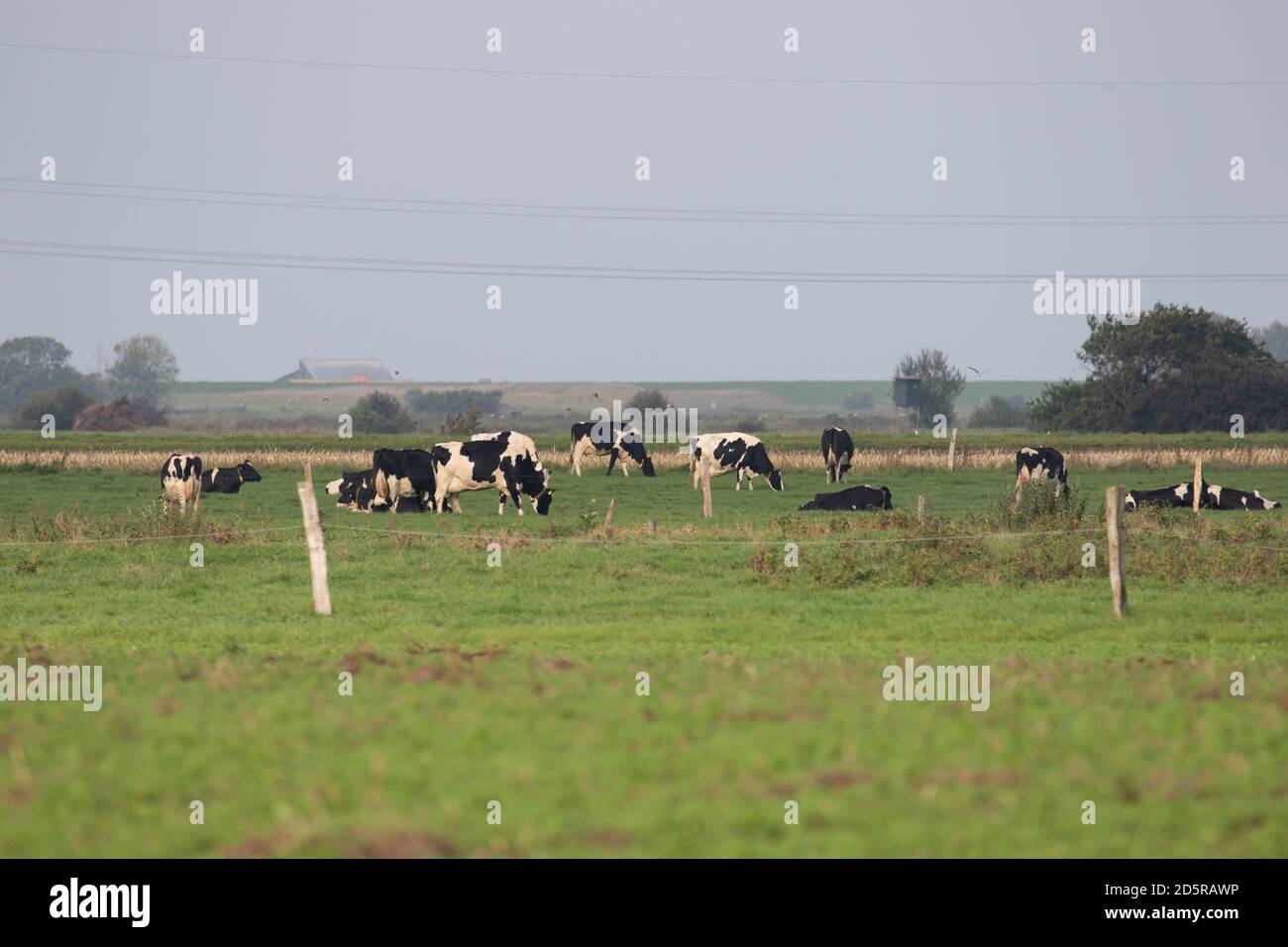 Grazing Cattle. East Frisia, Lower Saxony. Germany Stock Photo - Alamy