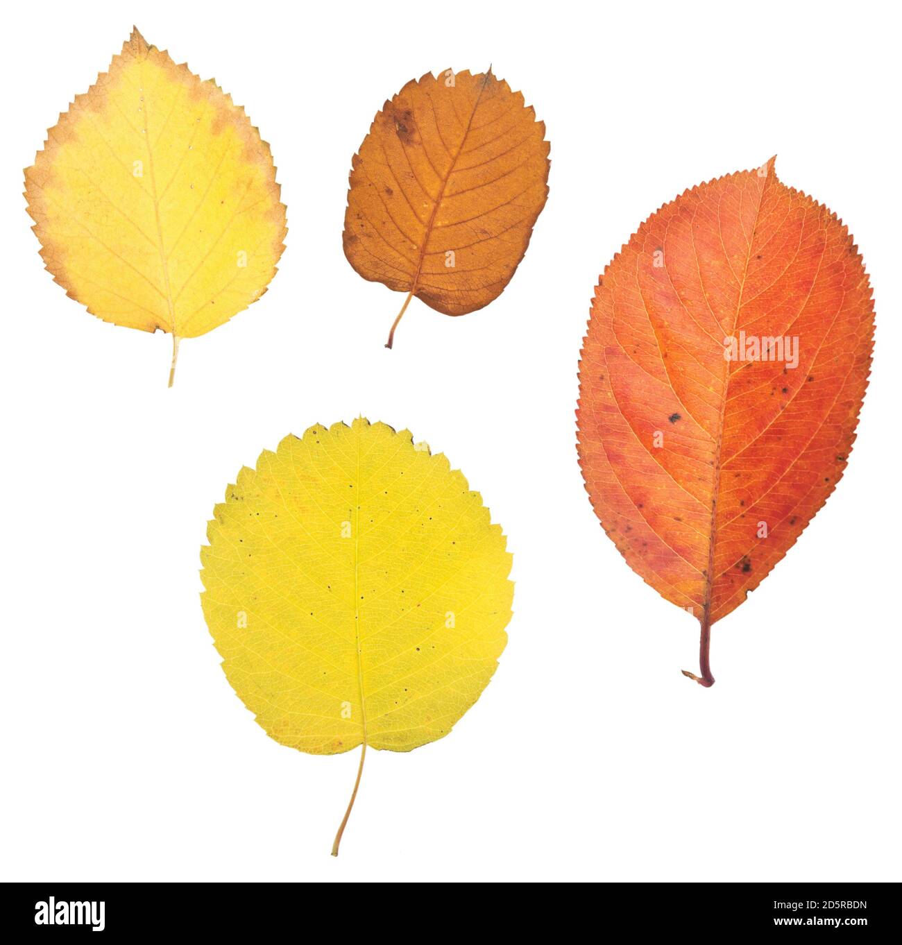 Red gradient background different Cut Out Stock Images & Pictures - Alamy