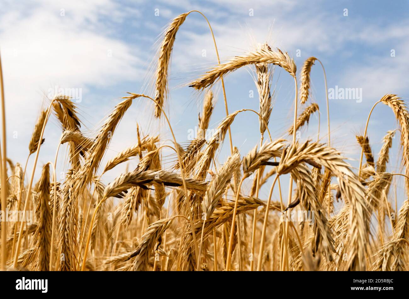 Heat crop hi-res stock photography and images - Alamy