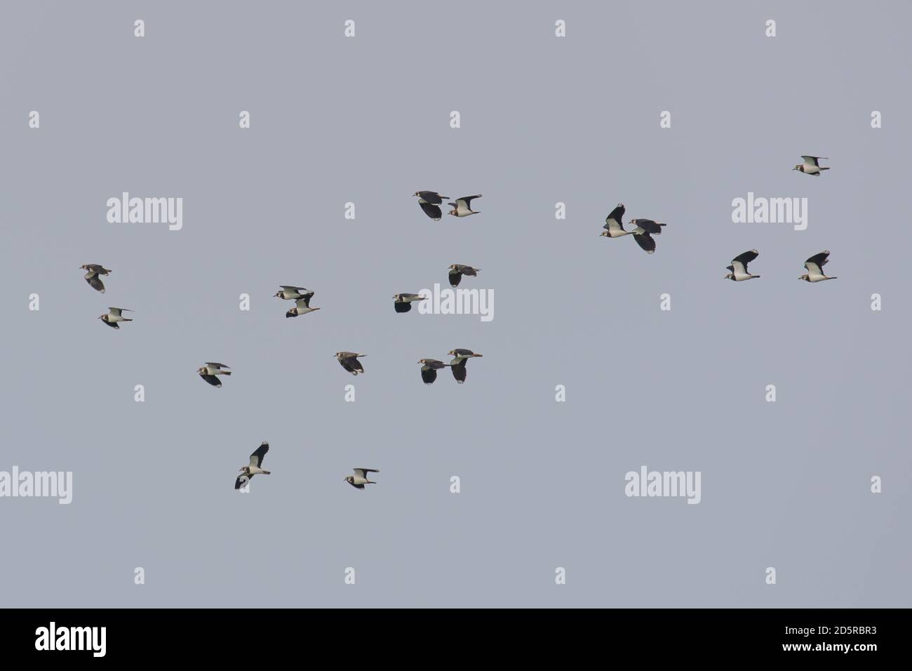 Lapwings Flying High Resolution Stock Photography and Images - Alamy