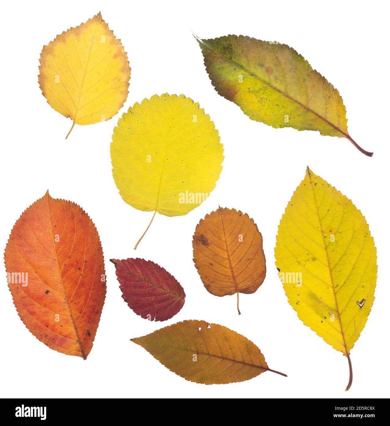 Red gradient background different Cut Out Stock Images & Pictures - Alamy