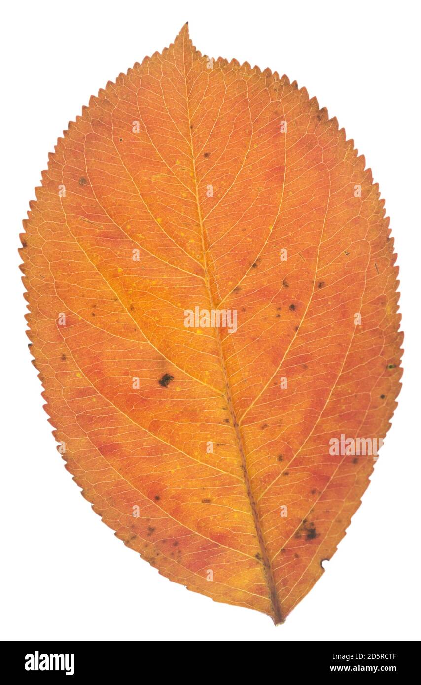 Leaf isolated on white background Stock Photo - Alamy