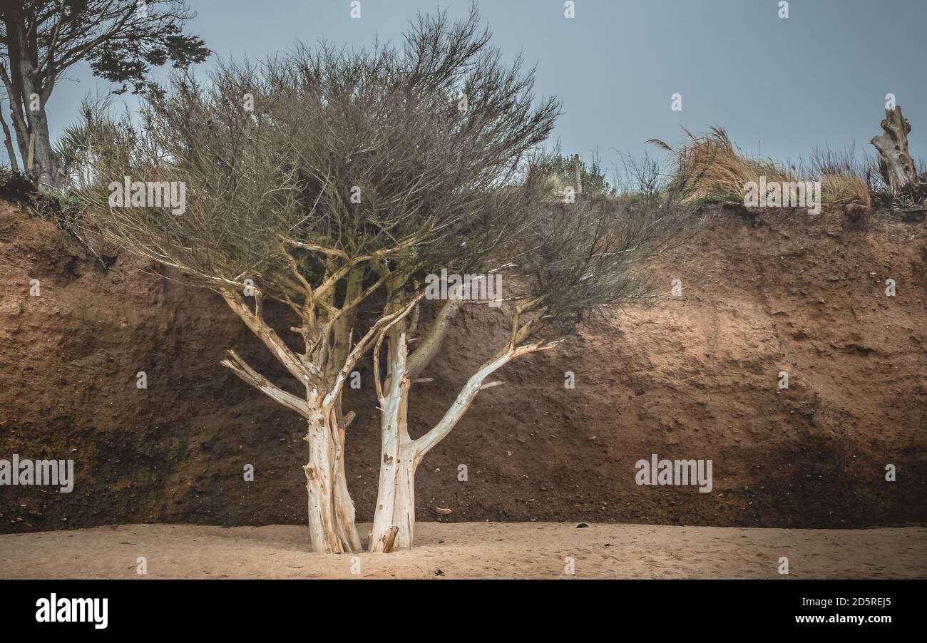 Tree, Praa Sands, Cornwall Stock Photo - Alamy
