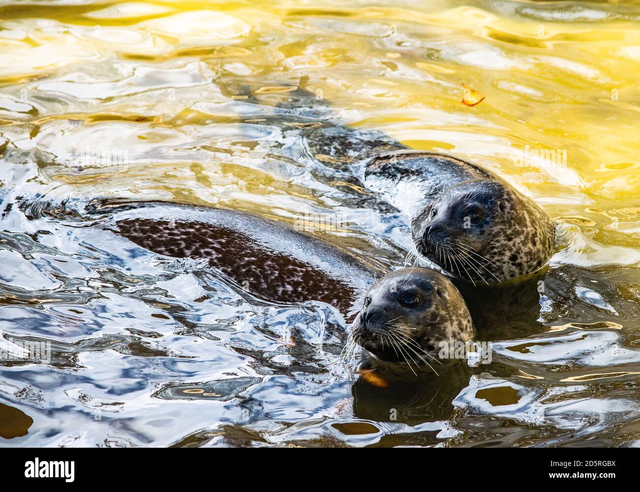 Animals seals hi-res stock photography and images - Alamy