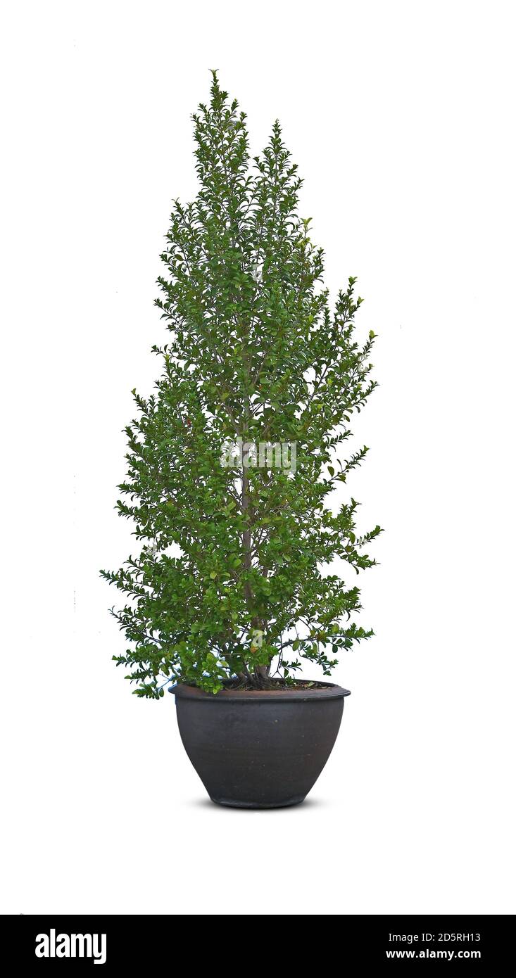 Pine tree in pot hi-res stock photography and images - Alamy