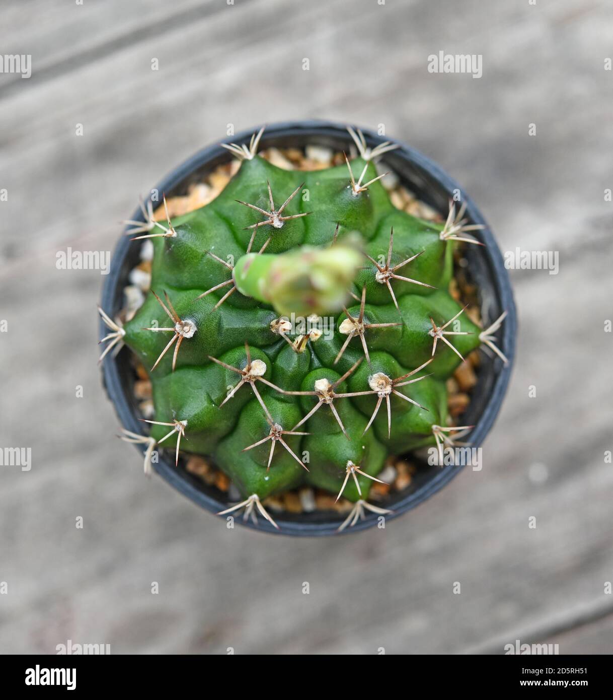 Top view of Cactus isolated on white background Stock Photo - Alamy
