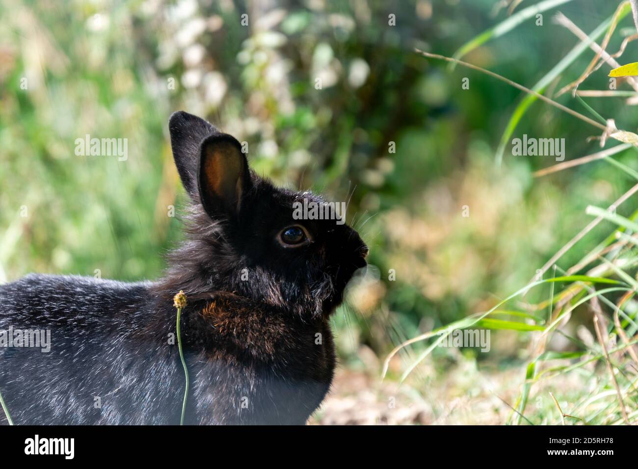 Animal animaux lapin hi-res stock photography and images - Alamy