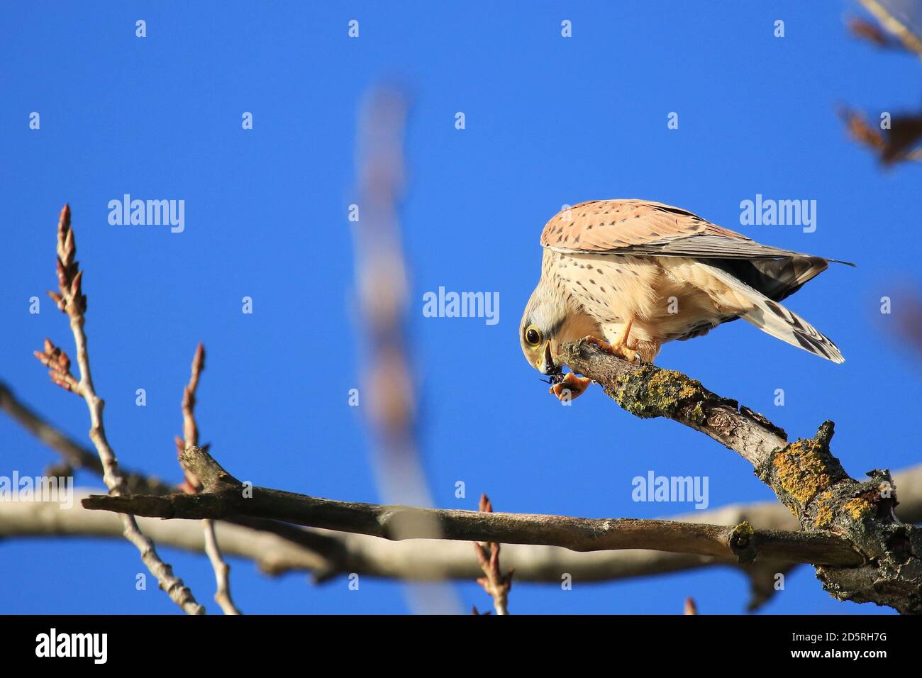 Common kestrel eating a catch on the branch Stock Photo - Alamy