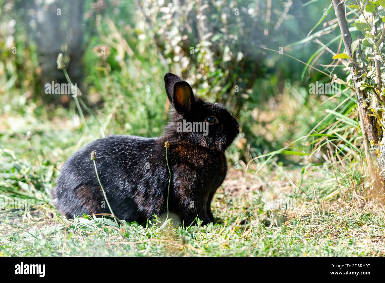 portrait of rabbit in the grass Stock Photo - Alamy