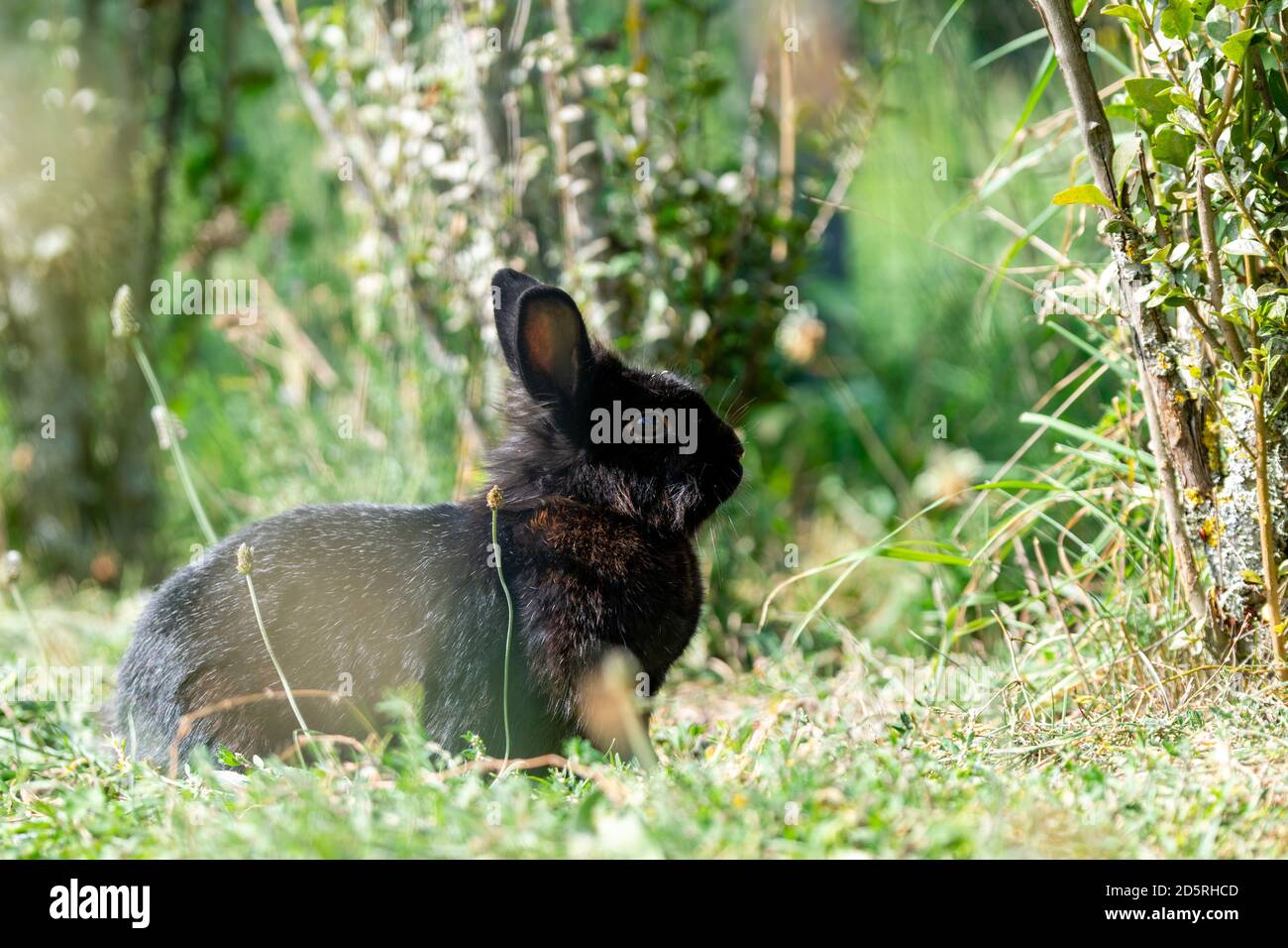 portrait of rabbit in the grass Stock Photo - Alamy