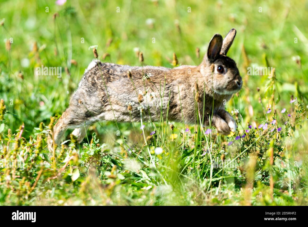 portrait of rabbit in the grass Stock Photo - Alamy