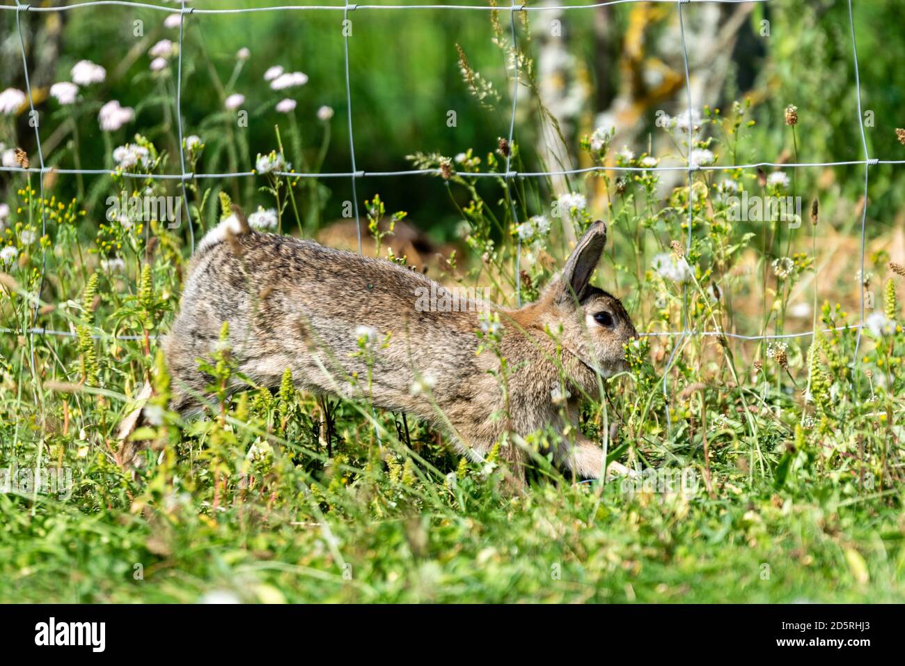 portrait of rabbit in the grass Stock Photo - Alamy