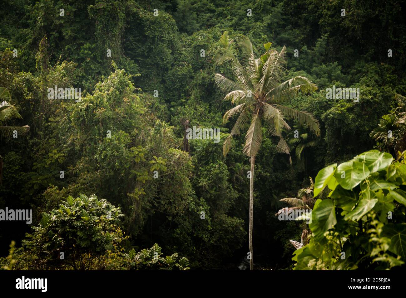 Palm tree in Ubud, Bali Stock Photo - Alamy