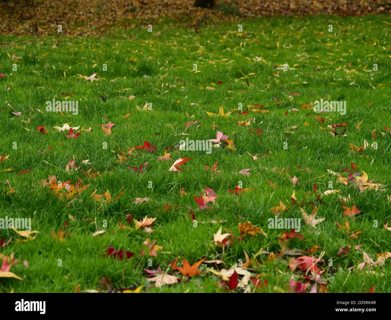 Close up of lawn grass with fallen leaves seen in autumn Stock Photo ...