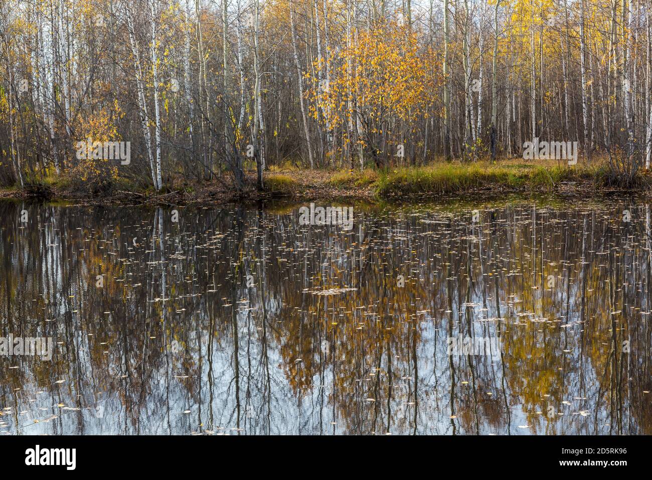 September landscape near the forest lake in the autumn day Stock Photo ...