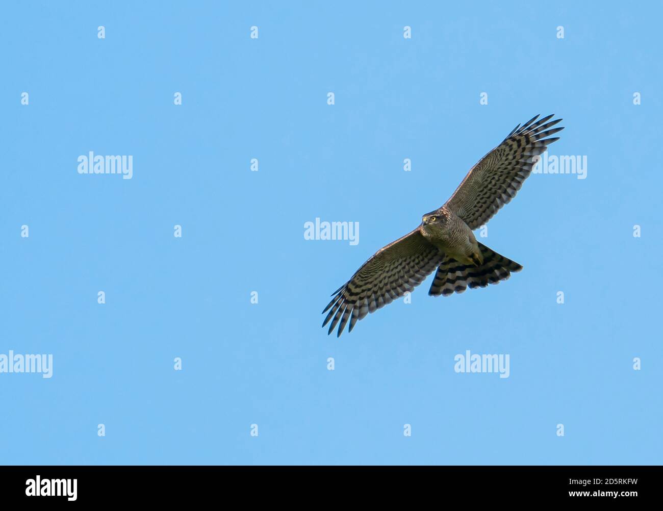 Sparrowhawk flying hi-res stock photography and images - Alamy