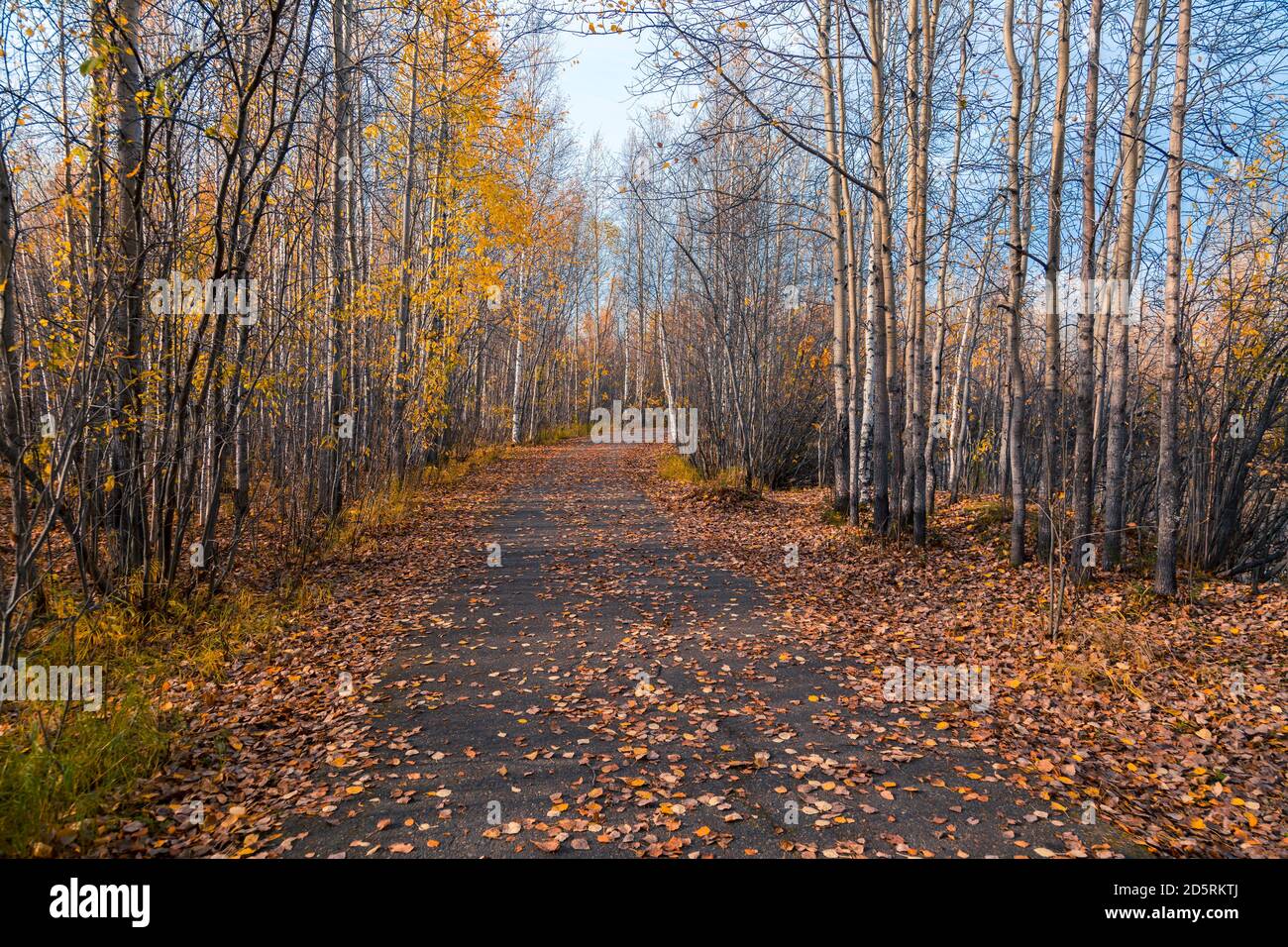 Birch forest without leaves hi-res stock photography and images - Alamy