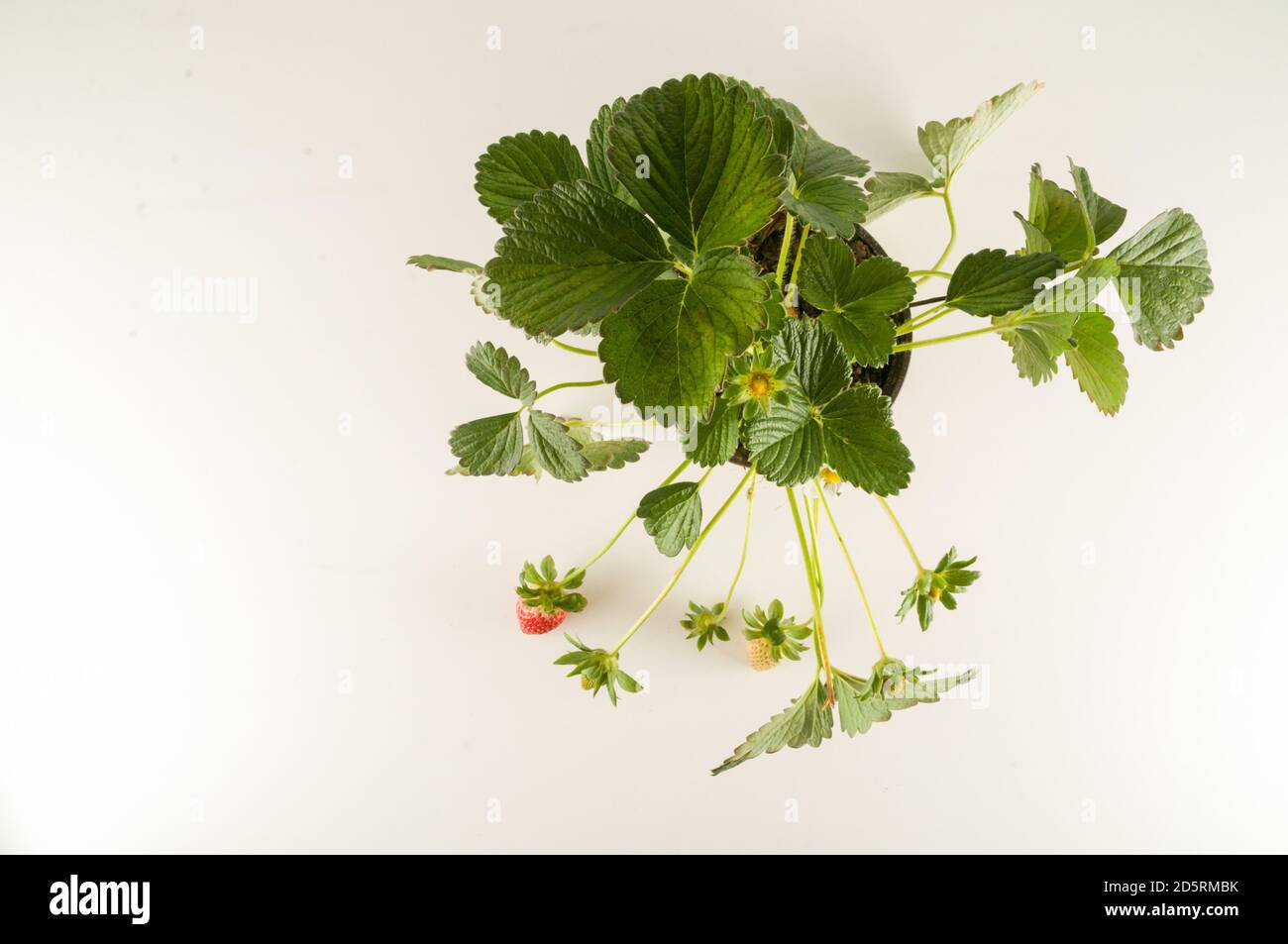 Strawberry plant with roots and soil Stock Photo - Alamy