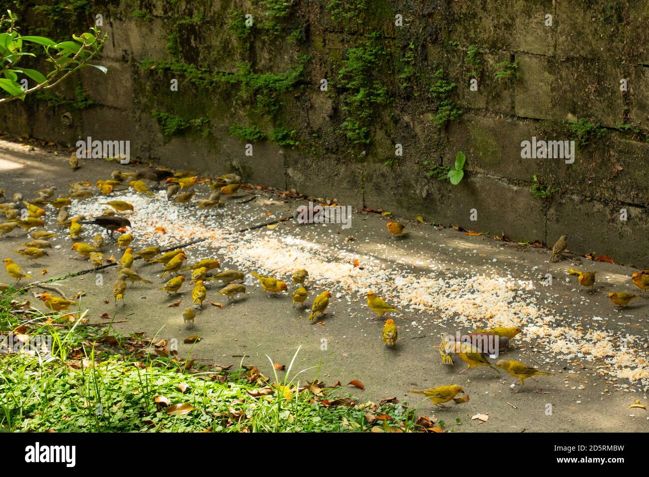 Little Birds Eating Rice and Noodles Stock Photo - Alamy