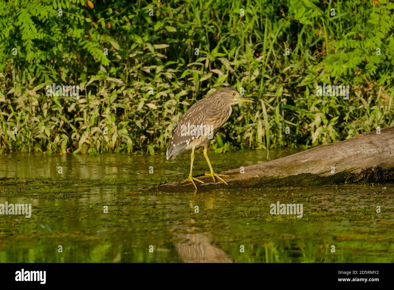 Eurasian Bittern Great bittern Stock Photo - Alamy