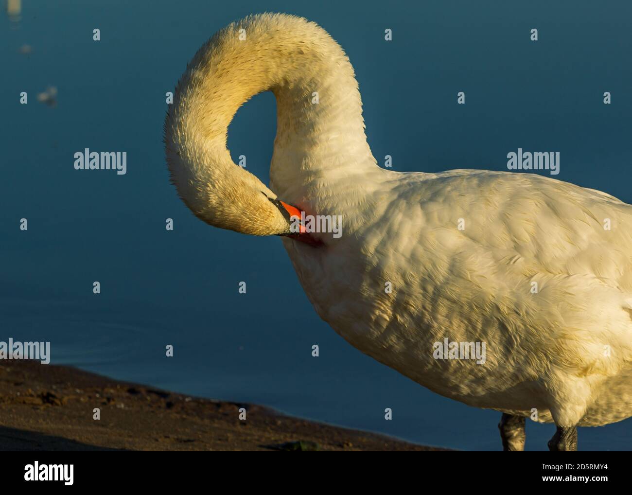 White swan washing time hi-res stock photography and images - Alamy