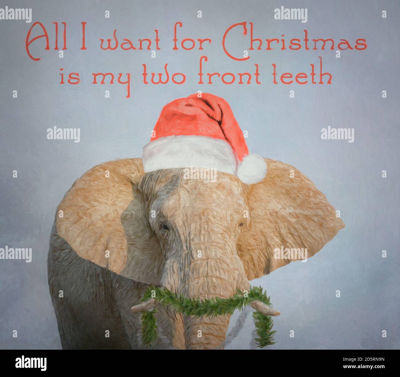 An African Elephant with a special Christmas wish - his two front teeth ...