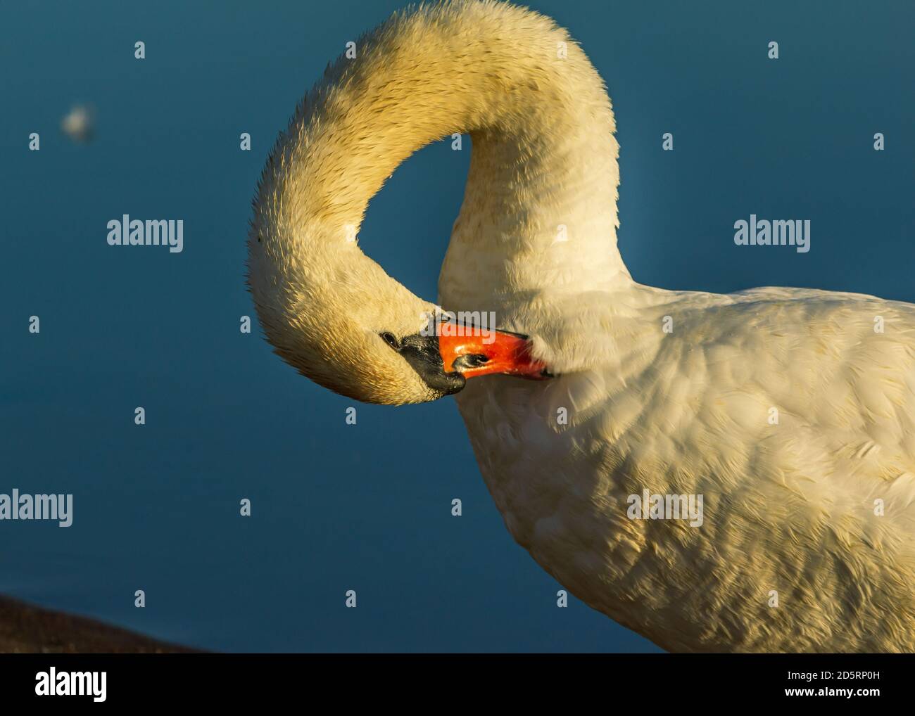 Swans washing hi-res stock photography and images - Alamy