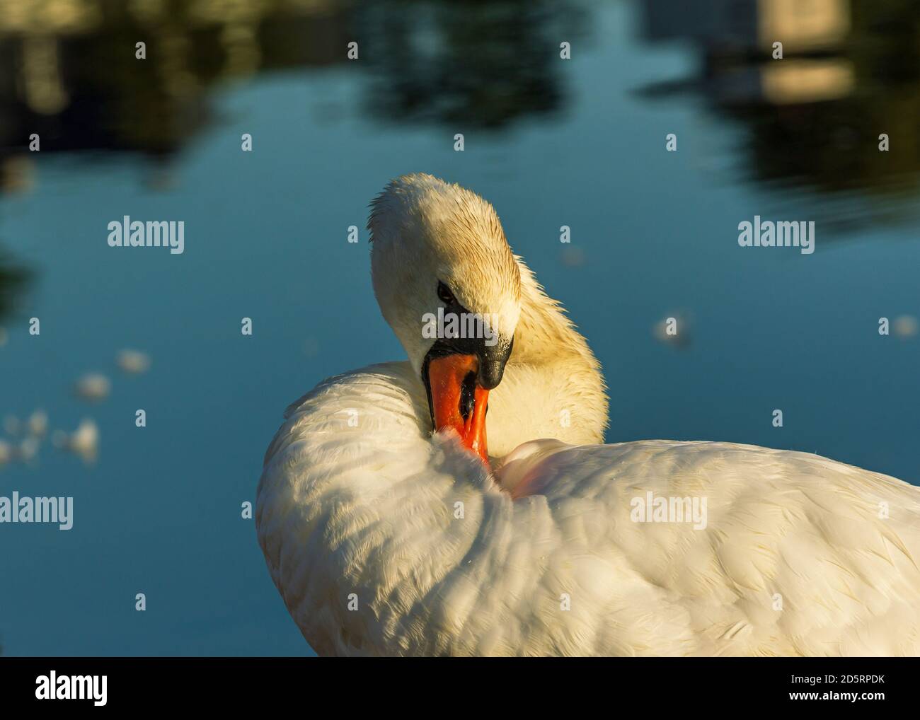 Swans washing hi-res stock photography and images - Alamy