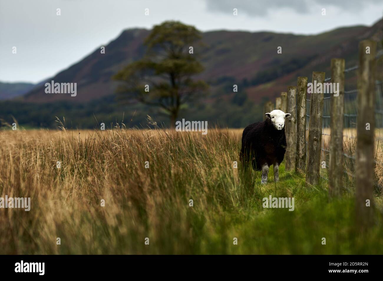 A herdwick sheep in Buttermere Stock Photo - Alamy