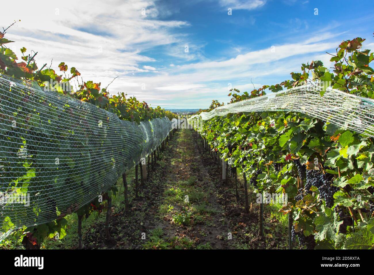 Detail of sweet organic juicy grapevine in autumn. Close up of red ...