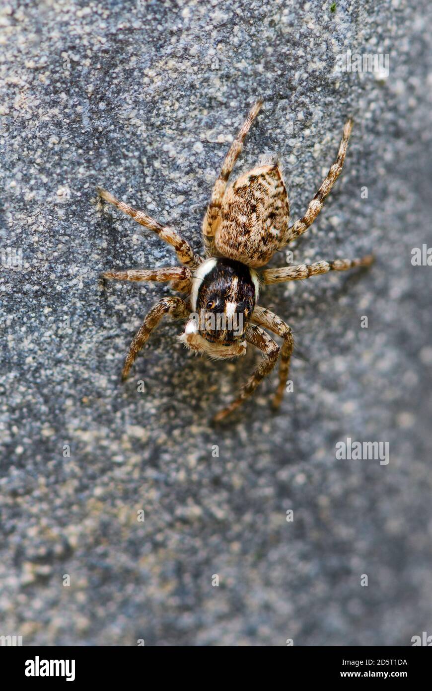 Jumping spider - Menemerus semilimbatus, beautiful small spider from ...