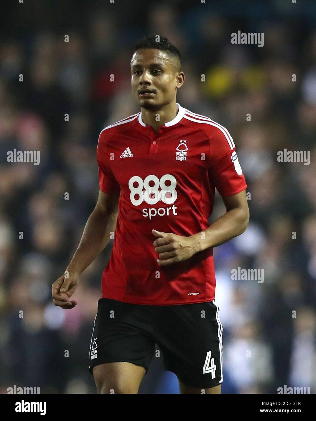 Michael mancienne forest hi-res stock photography and images - Alamy