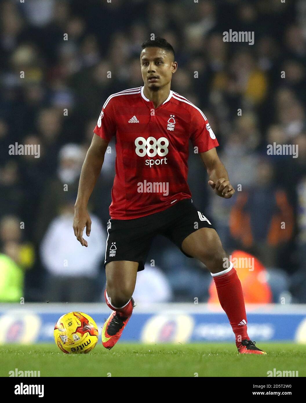 Michael mancienne forest hi-res stock photography and images - Alamy