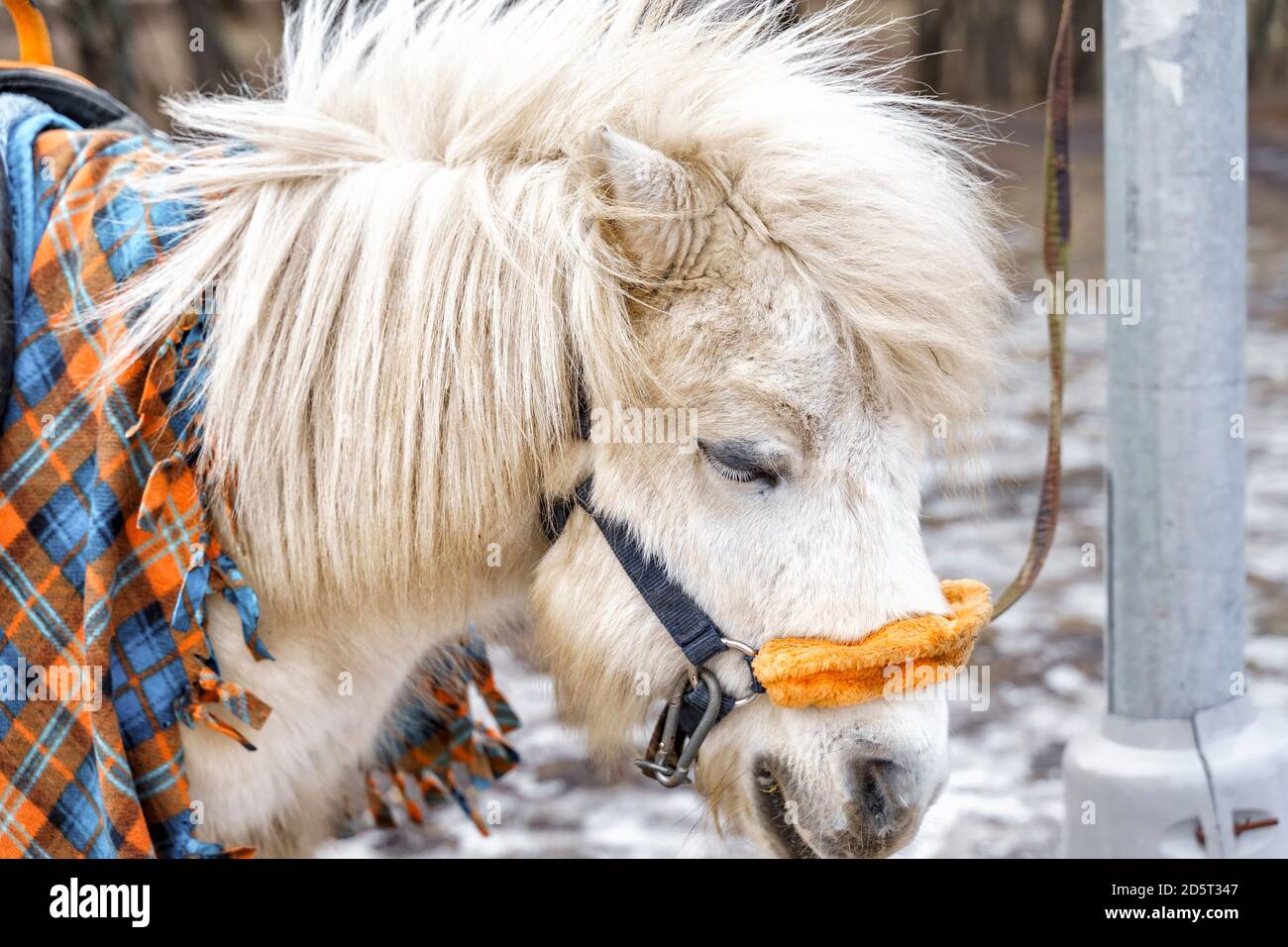 cute white sad pony tied to a pole Stock Photo - Alamy