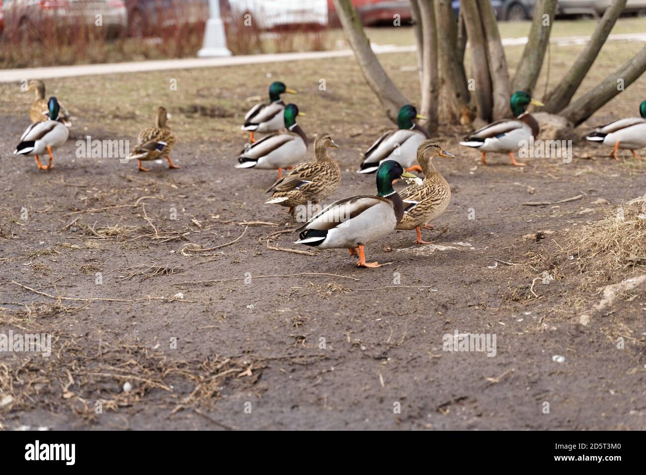 Group ducks walk in grass hi-res stock photography and images - Alamy