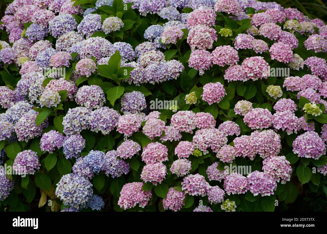Flowers background. Hydrangea flowers. Decoration. New Zealand flora ...