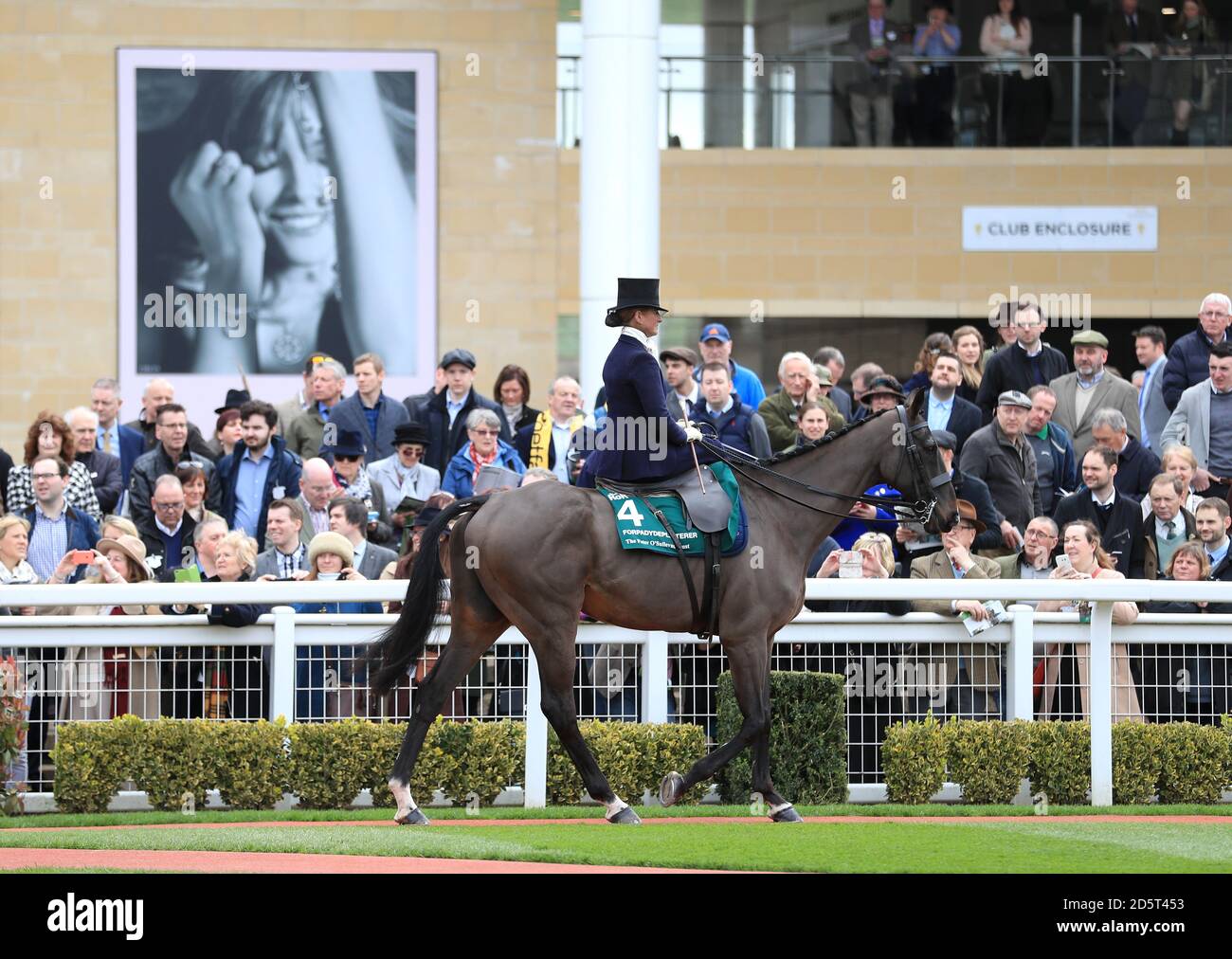 Cheltenham parade ring hi-res stock photography and images - Alamy