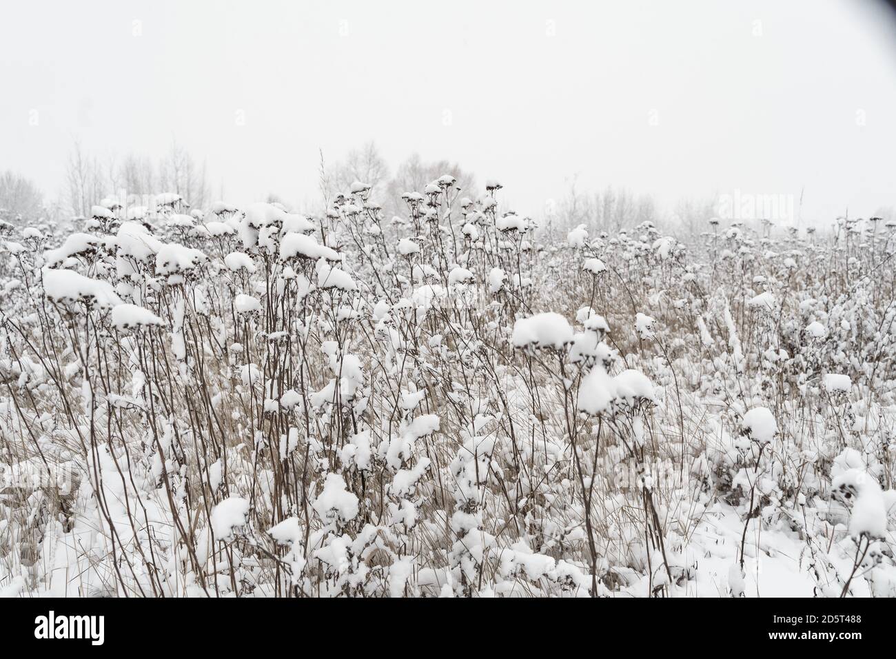 Winter background. snow covered field with dry tall grass Stock Photo ...