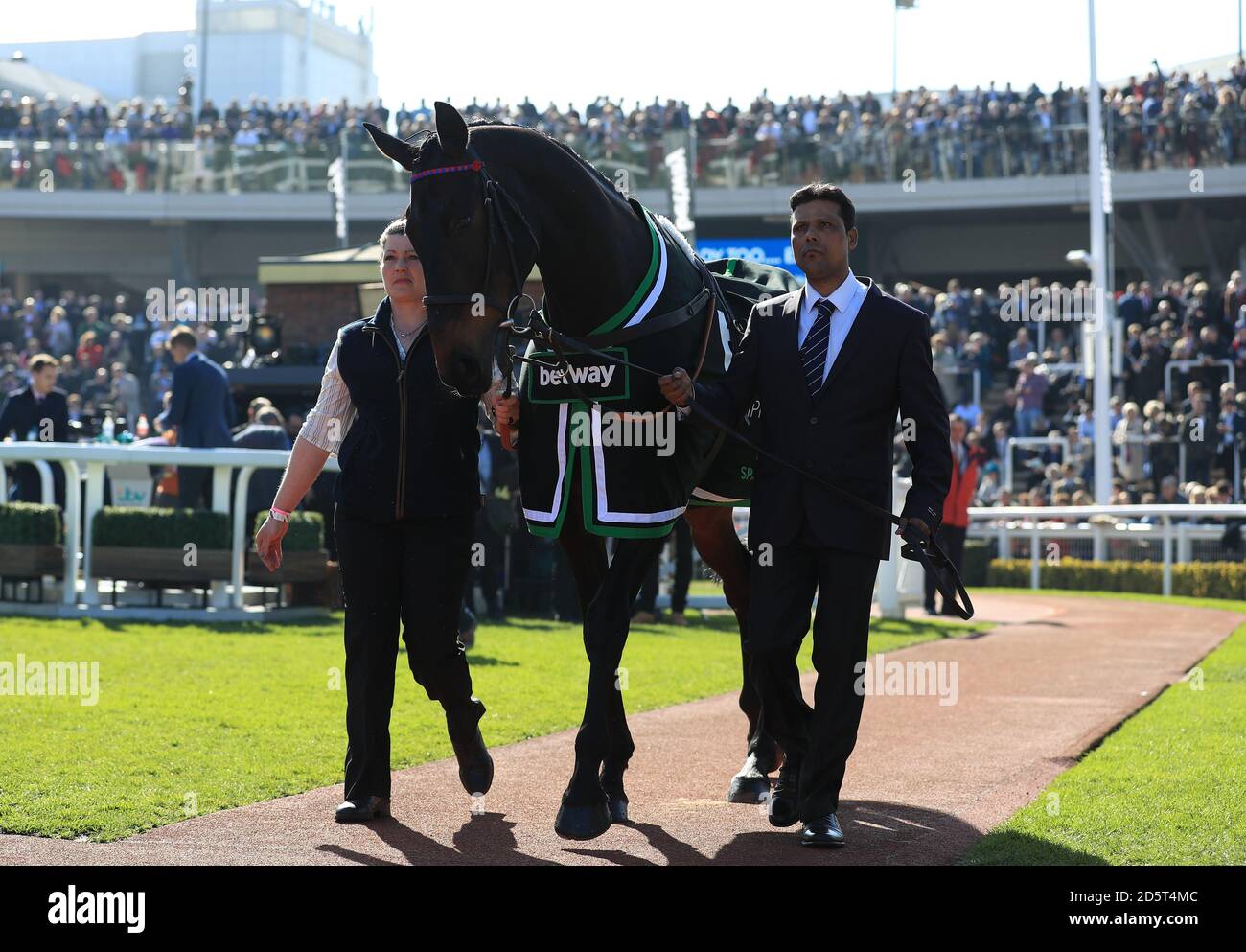 Sprinter Sacre in the parade ring during Ladies Day of the 2017 ...
