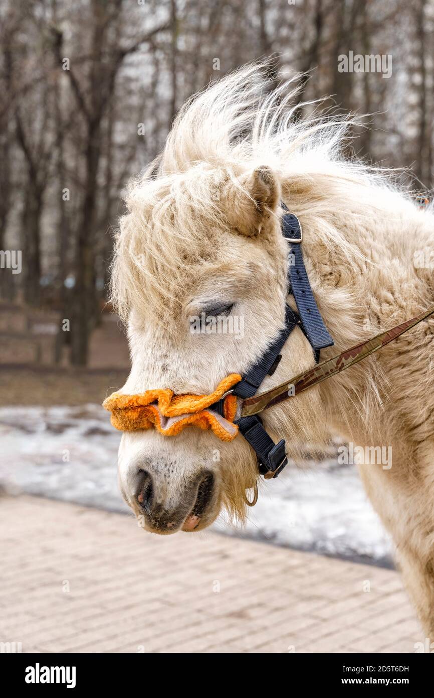 sad cute pony in harness. sad pony tired of people Stock Photo - Alamy
