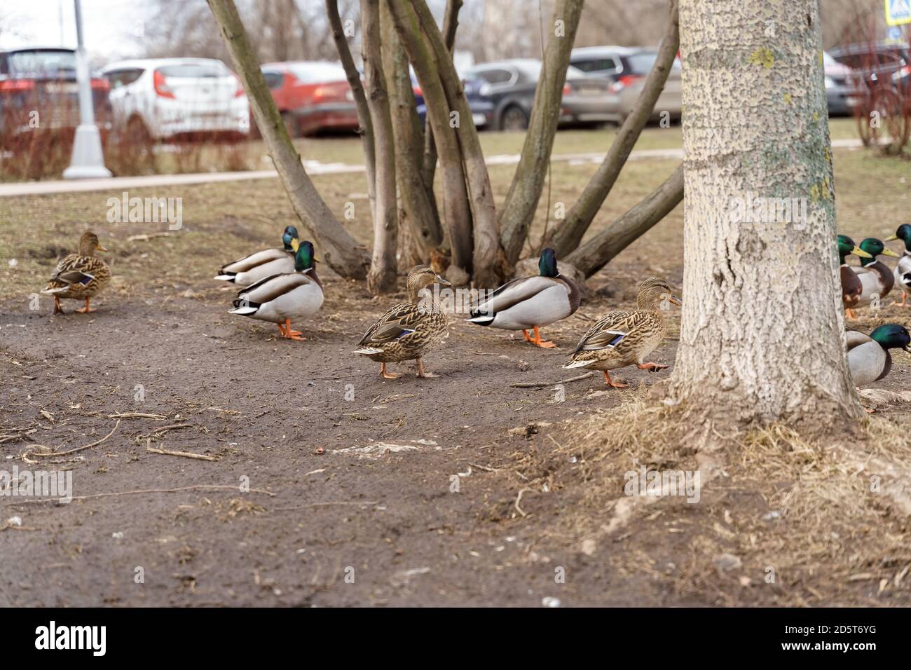 Ducks in dry grass river hi-res stock photography and images - Alamy