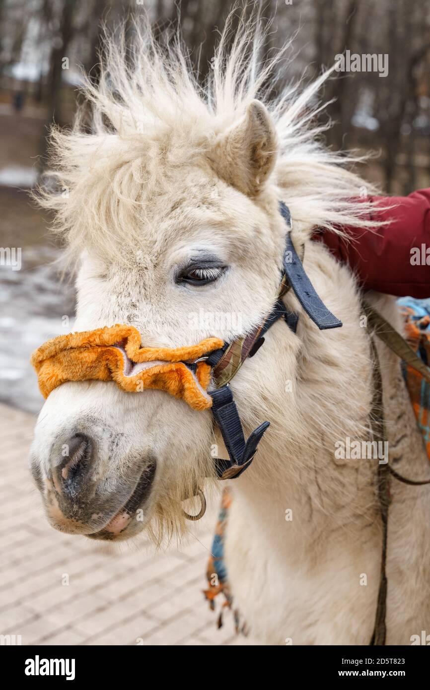 sad cute pony in harness. sad pony tired of people Stock Photo - Alamy