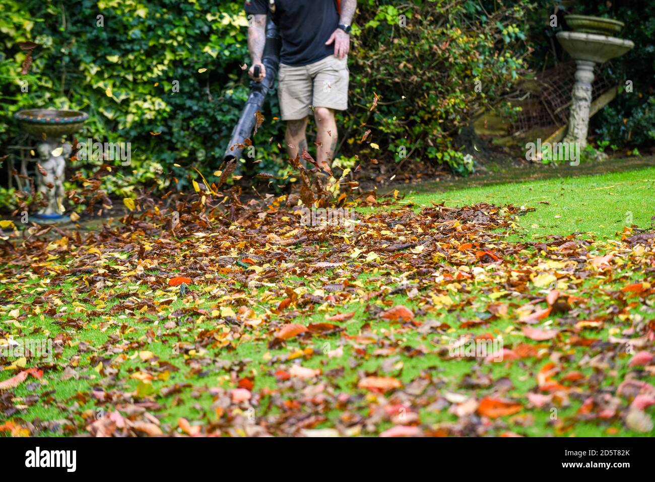 A man using a leaf blower machine to clear autumn leaves from a garden ...