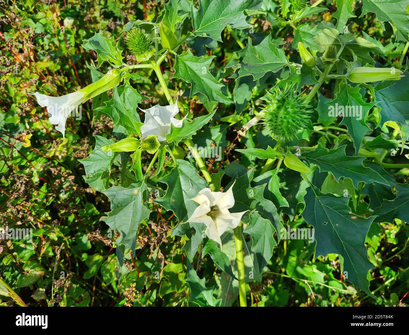 Buckwheat weed hi-res stock photography and images - Alamy