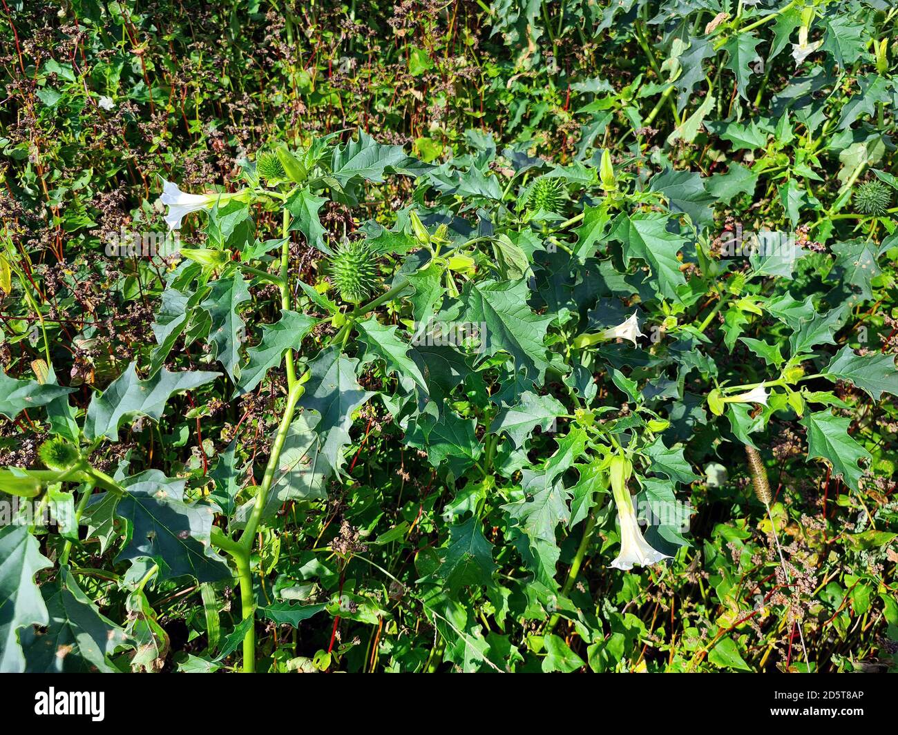 Highly poisonous field weed hi-res stock photography and images - Alamy