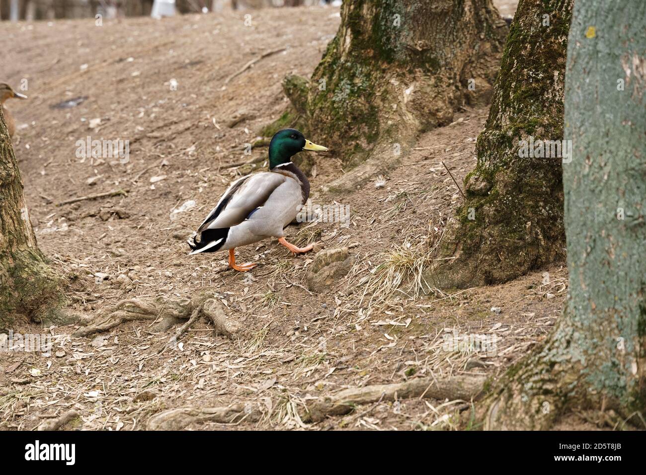 Group ducks walk in grass hi-res stock photography and images - Alamy