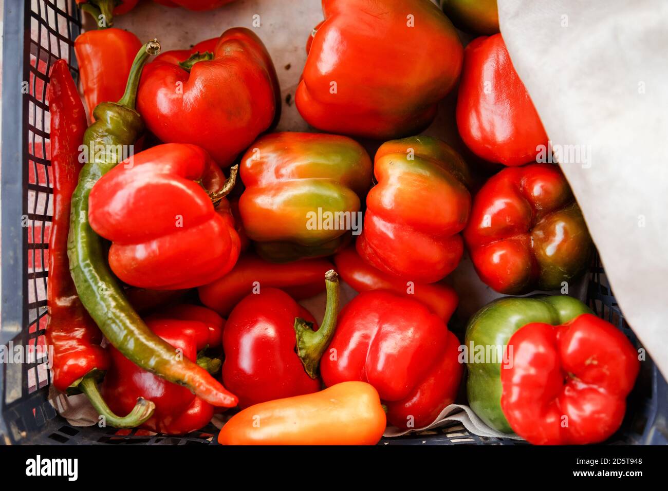 Colorful sweet bell peppers farm harvest, natural background. Flat lay ...